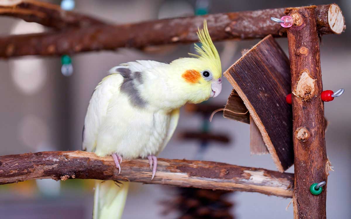 Bird Boarding – Bird Sitting Brampton